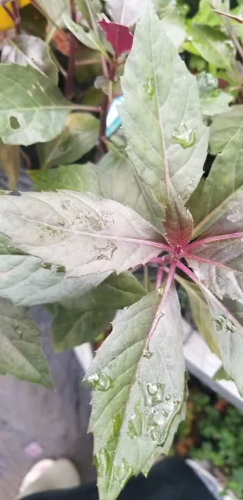 MDC- [ Ulam ] Okinawan Spinach Sapling/ Anak Pokok Sambung Nyawa Ungu ...