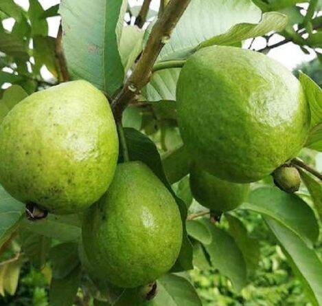 Bala Fruit tree seed sales tree nursery Farm garden in the season of ...