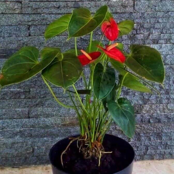 Tanaman hias anthurium bunga merah/anthurium mickey mouse | Lazada ...