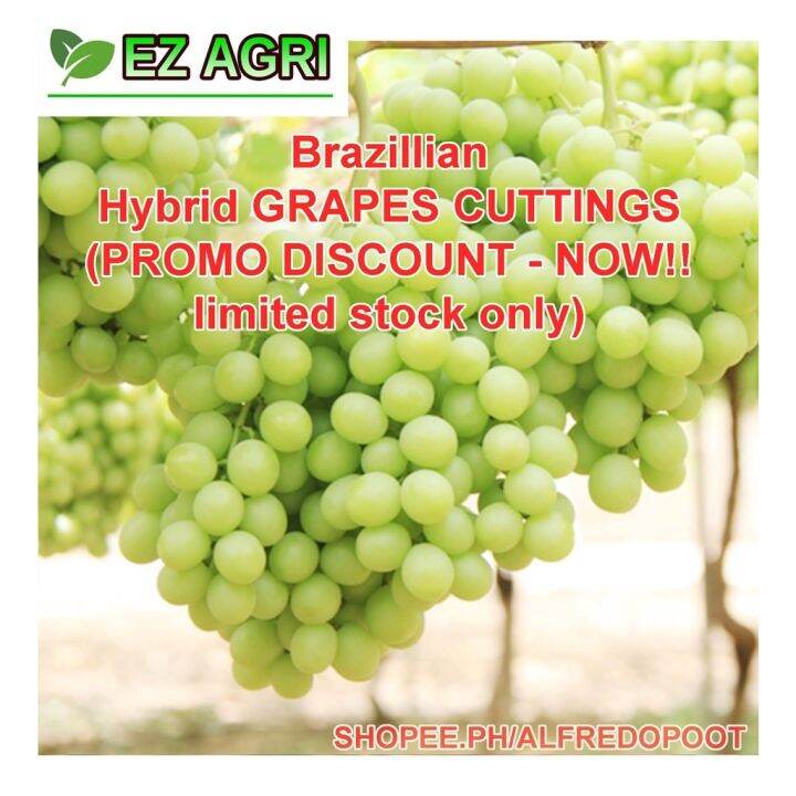 EZ Grape Cuttings Brazilian hybrid White Muscat of Alexandria Black ...