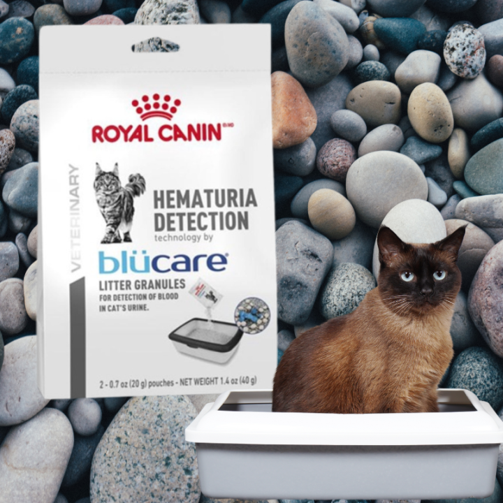 Royal Canin Hematuria Detection 40g cat | Lazada