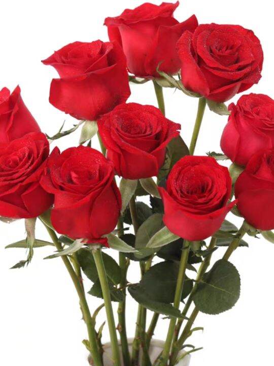 Real roses, fresh cut flowers seeds flowers and bouquets raised with ...