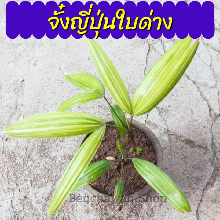 ต้นจั๋งญี่ปุ่นด่างแคระ กระถาง 6 นิ้ว ต้นจั๋งใบด่าง ต้นไม้ด่าง ต้นไม้ฟอก ...