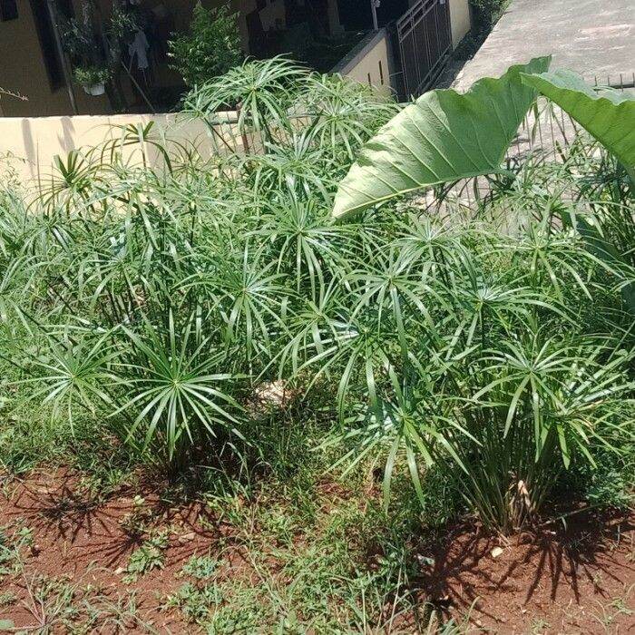 palem jari palem kipas india | Lazada Indonesia