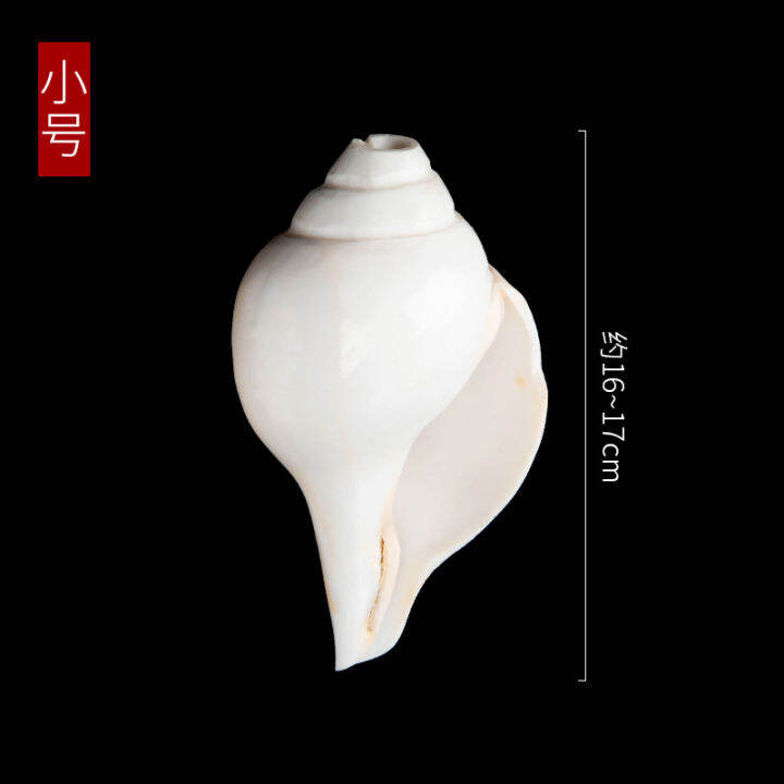 Buddhist Nepalese Conch Creature Left-handed Eight Conch White Conch ...
