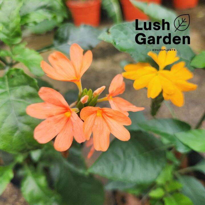 Crossandra Infundibuliformis / Firecracker Flower 雀尾花 / 鸟尾花 Outdoor ...