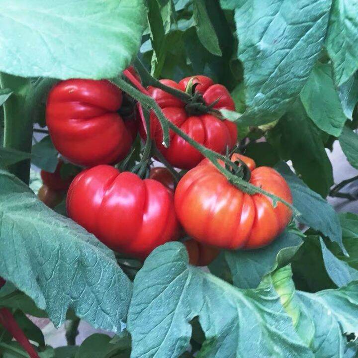 Horse hoof tomato seed heirloom wrinkled tomato spring and autumn ...