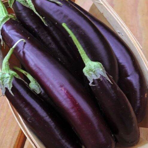 FAMILIFE (50 seeds) Eggplant Vegetable Talong Seeds/ Long and Purple ...