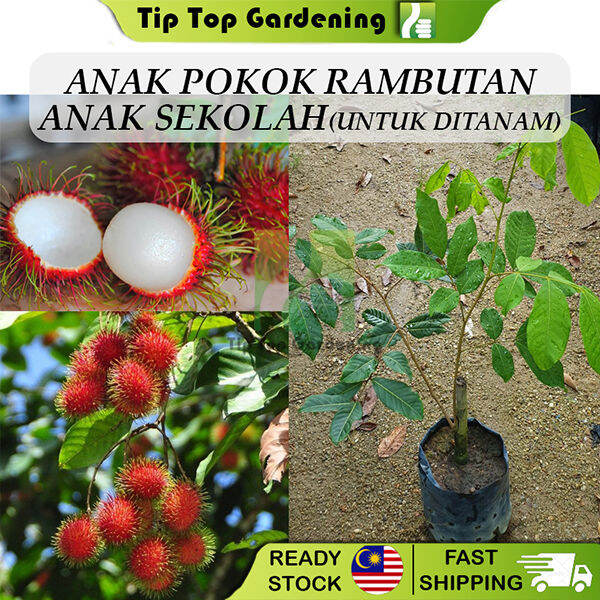 Anak Pokok Rambutan Anak Sekolah Untuk Ditanam Pokok Hidup Real Live ...