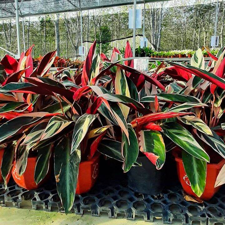 LOVE GARDEN - Pokok Calathea Ctenanthe Oppenheimiana | Lazada