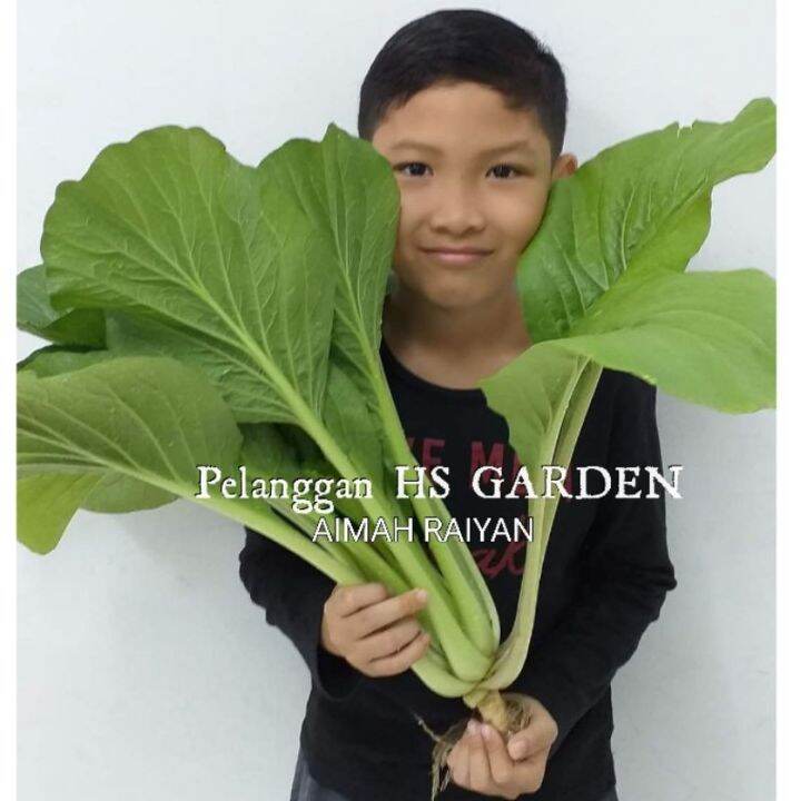 ♖2gram Sawi Giant Anggaran 1000 Biji Benih Hibrid F1 Sawi Manis Lazada