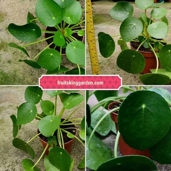 Pokok Pilea Peperomioides/ Chinese Money Plant | Lazada