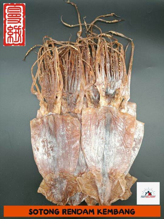 SOTONG RENDAM KEMBANG | Lazada