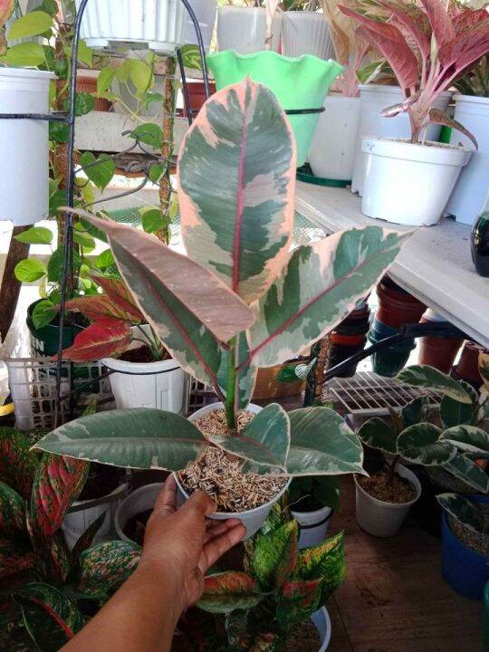 (LUZON CUSTOMERS ONLY) Ruby Tineke Rubber - LIVE / Coming from Pasig ...