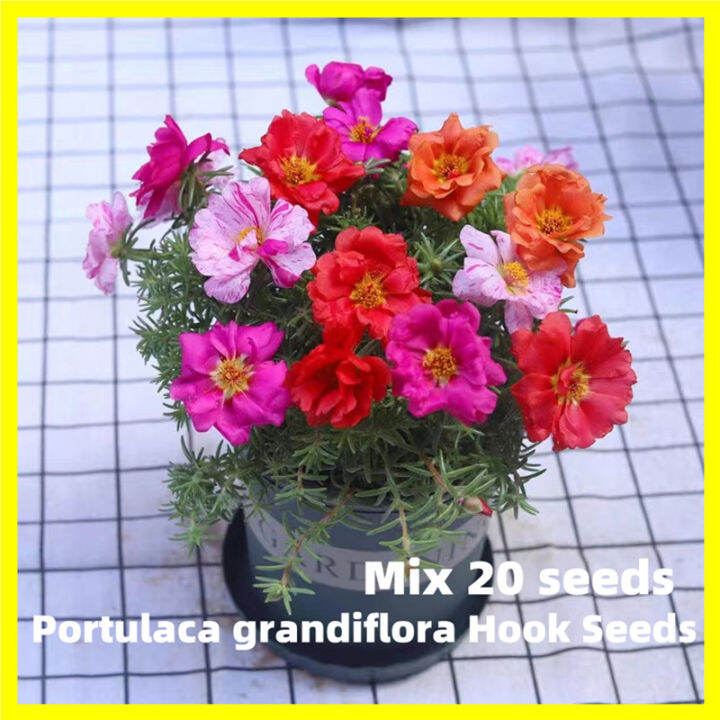 Portulaca Grandiflora Hook Seeds - 半支莲种子 20 Seeds Color Mixing Double ...