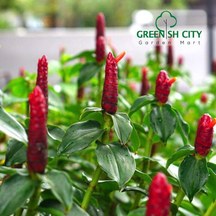 GNC - Costus Woodsonii Red Button Ginger Live Plant Pokok Hidup | Lazada