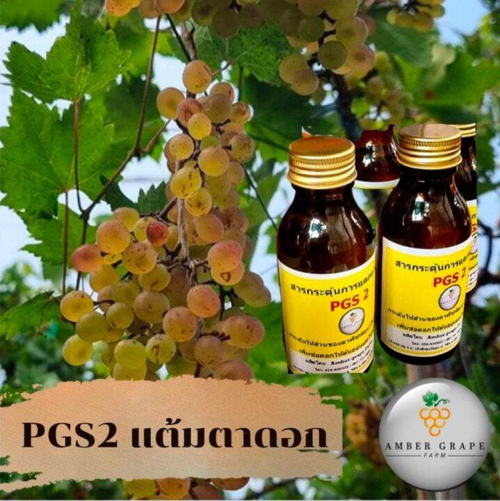 สารกระตุ้นตาดอก PGS2 | Lazada.co.th