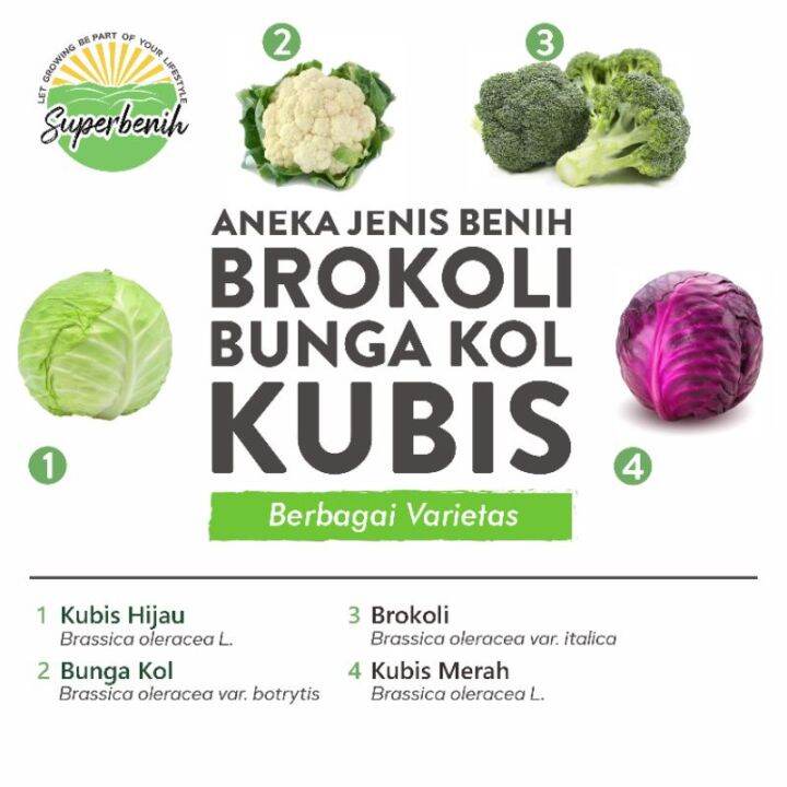 Aneka Jenis Benih KUBIS, BROKOLI, BUNGA KOL | Lazada Indonesia