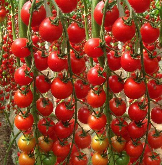 Tomato seeds four seasons Cherry tomatoes spring small tomato seedlings ...