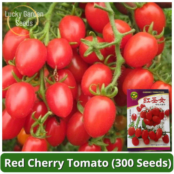 High Yield Red Cherry Tomato Seeds (300 Seed) Biji Benih Tomato Ceri ...