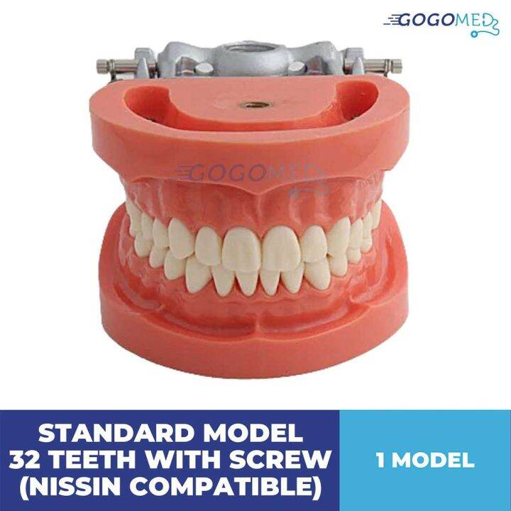 Standard Model 32 Teeth Screw Nissin Compatible Dental Typhodont ...