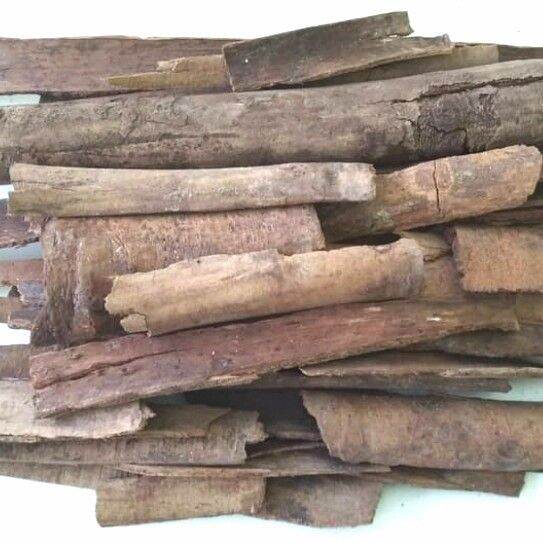 Kulit Kayu Mesoyi 50 Gram/ Masohi/ Masoyi Asli | Lazada Indonesia