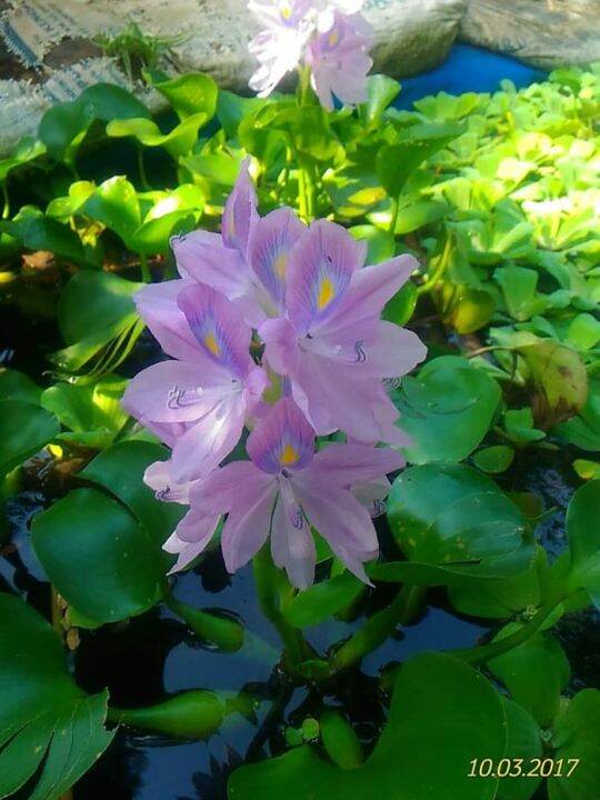 Paket 5 pohon eceng gondok / tanaman eceng gondok | Lazada Indonesia