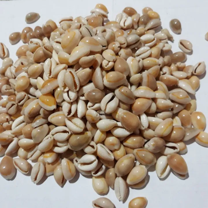 Sigay/Sea Shells for Sungka 100pcs/pack | Lazada PH