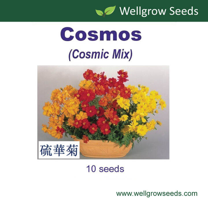 Cosmos Cosmic Mix (10 sds) Flower Seeds Wellgrow Seeds | Lazada