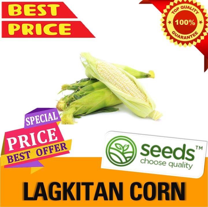 VALUE PACK - Lagkitan Corn Seeds - Vegetable Seeds | Lazada PH