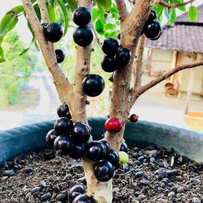 BIBIT ANGGUR POHON BRAZIL JOBOTICABA CCC | Lazada Indonesia