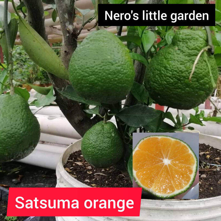 Nero's NLG0000078 satsuma orange grafted | Lazada PH