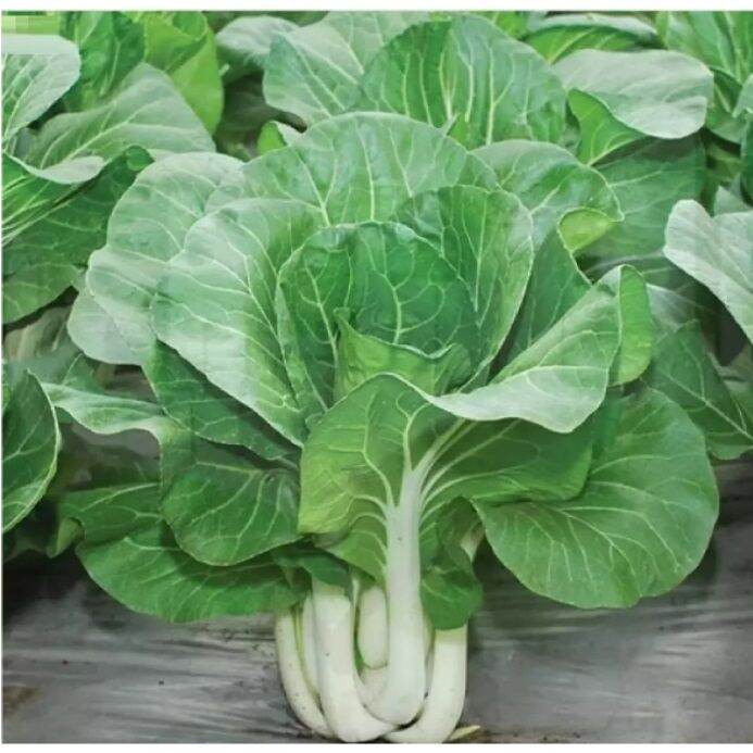 SAWI PUTIH PAKCOY 100 biji benih seed seeds Bibit Sawi Pakcoy Batang ... SAWI PUTIH PAKCOY 100 biji benih seed seeds Bibit Sawi Pakcoy Batang ...
