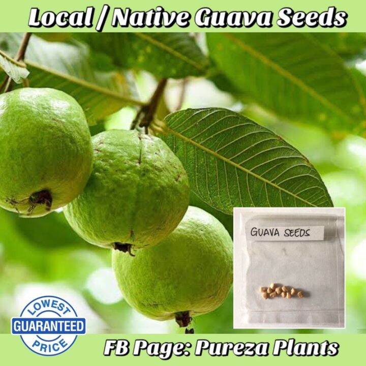 Guava / Bayabas Seeds (Native/ Local) Ready to(It's a seed, not a plant ...