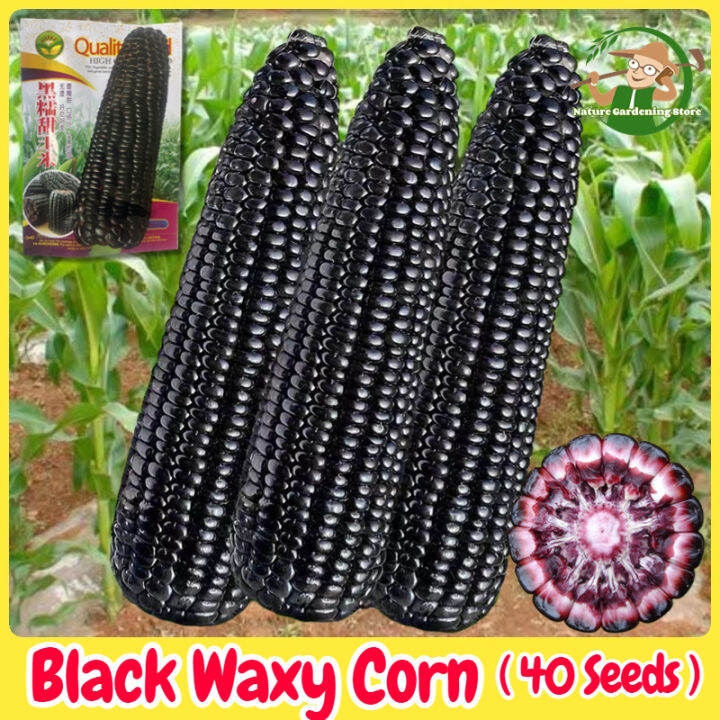 Sweet Glutinous Black Corn Seeds for Planting (40 Seeds) - Purple Black ...