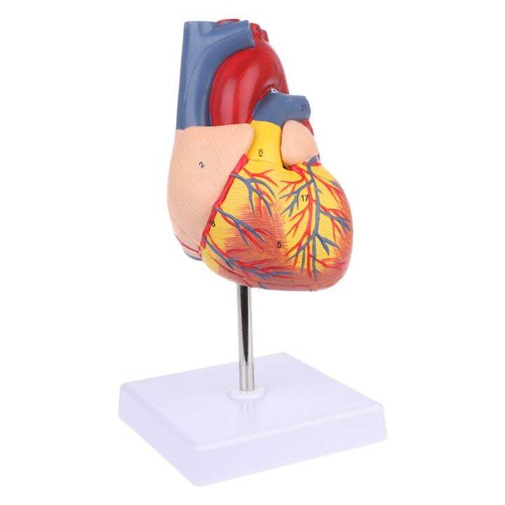 Disassembled Anatomical Human Heart Model Anatomy Medical Teaching Tool ...
