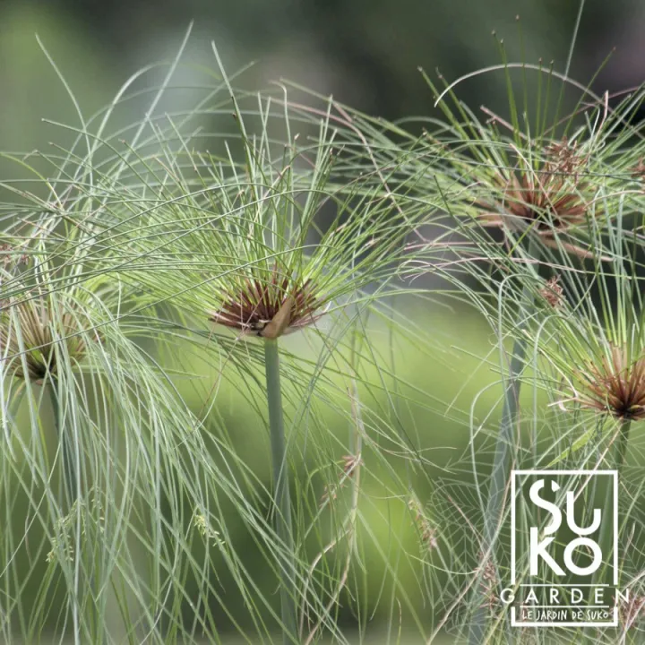 ( โปรโมชั่น+++ ) กกอียิปต์ | พาไพรัส (Cyperus papyrus) | 45 - 60 ชม. ...