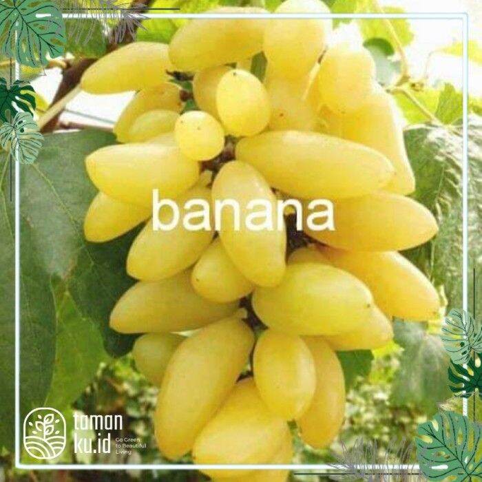 Tanaman Buah Anggur Import jenis Banana / Anggur kuning impor Bibit ...