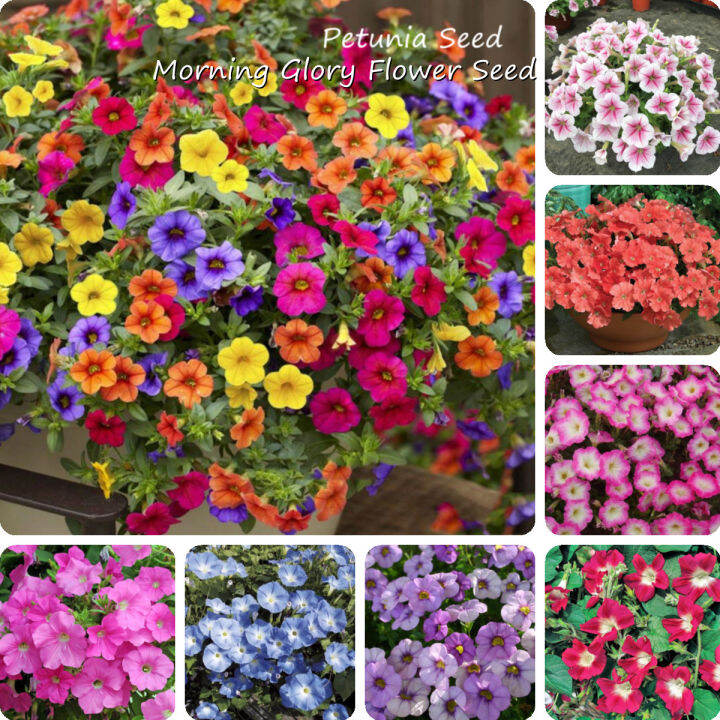[Fast Germination] Mix Morning Glory Flower Seed / Petunia Flower Seeds ...