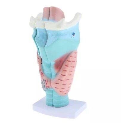 Human Larynx Anatomical Model / Throat Anatomy Model / 3 Times ...
