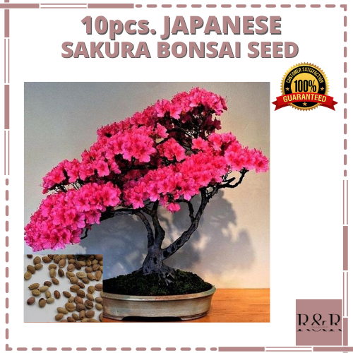 Original Japanese Sakura Seeds Bonsai Flower Seeds Home Garden Balcony ...