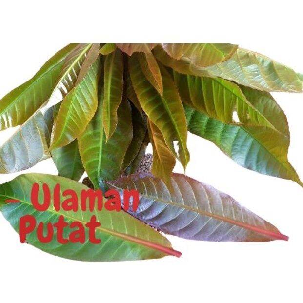 Daun pucuk putat 1kg segar siap petik makanan khas sunda | Lazada Indonesia