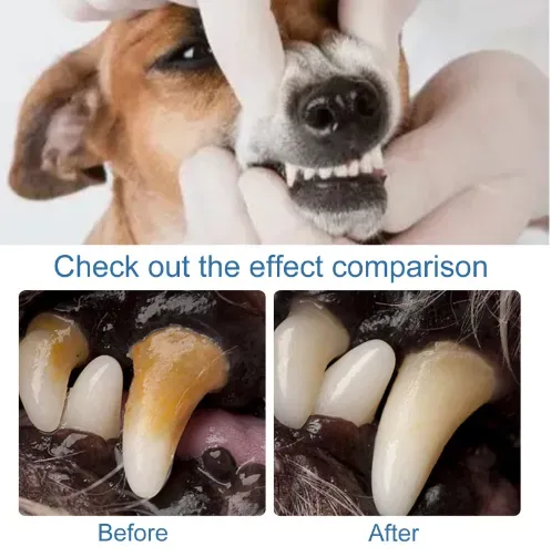 How To Get Rid Of Yellow Teeth On Dogs
