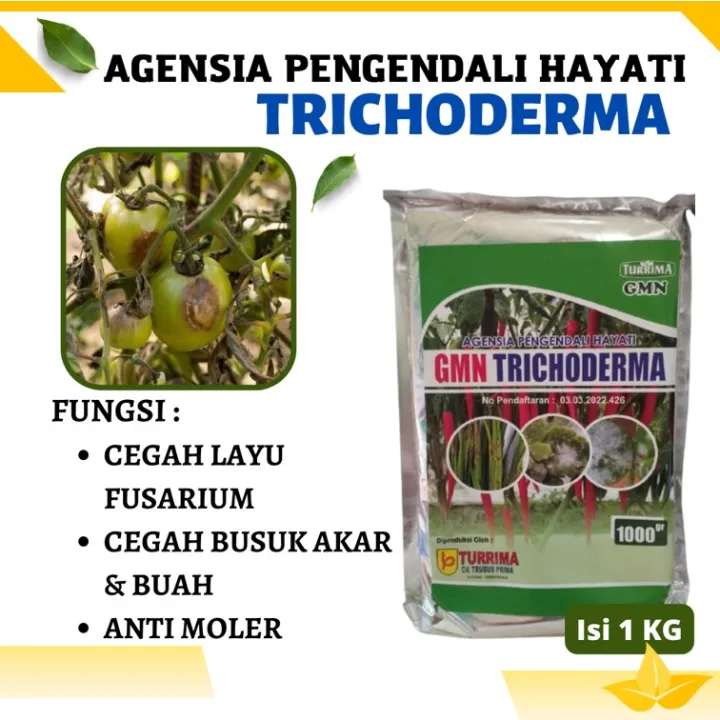 Trichoderma SP Pupuk Hayati Untuk Mengatasi Antraknosa Pada Tanaman ...