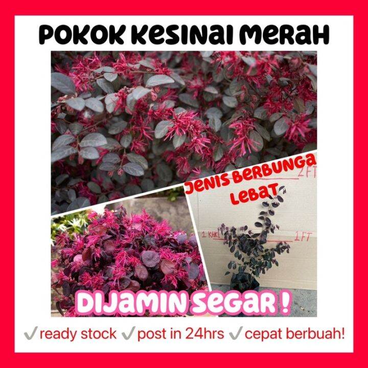 Rina • pokok kesinai merah • Sinai mas loropetalum chinense chinese ...