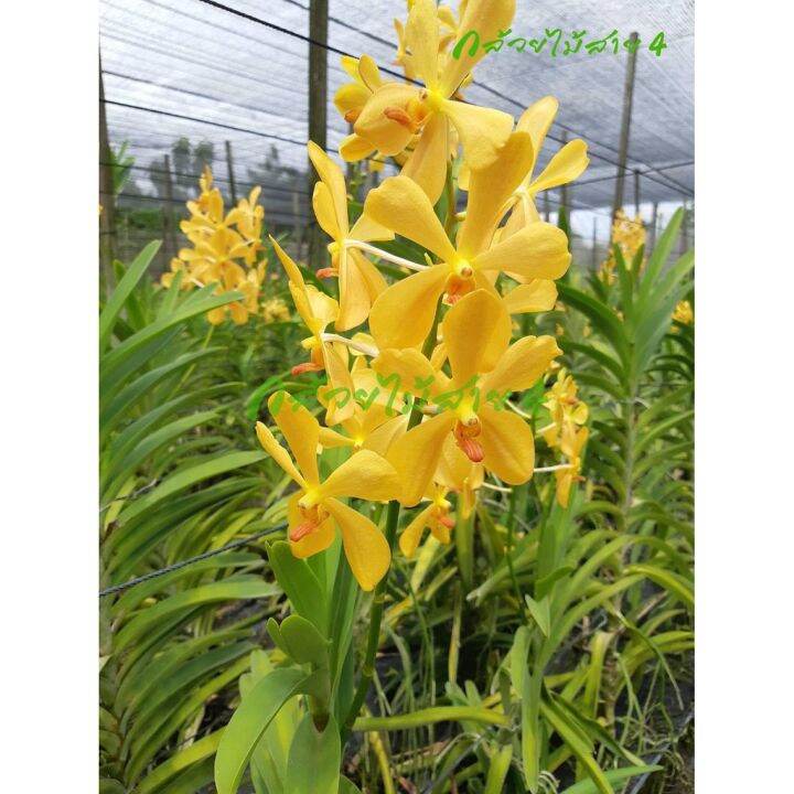 HOT** แขนงกล้วยไม้ม็อคคาร่าเหลืองจิตติ 10 ต้น สีเหลือง (Mokara Yellow ...