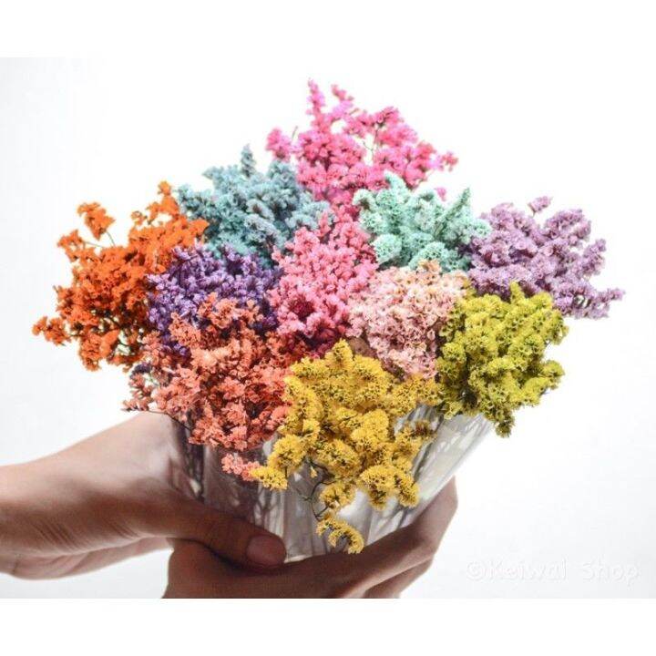 Dried Small Caspia Preserved Dried Flower DRIED FLOWER BAZAAR | Lazada PH