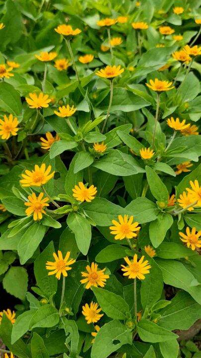 Tanaman Hidup | Helianthus ( Bunga Matahari Mini ) | Lazada Indonesia