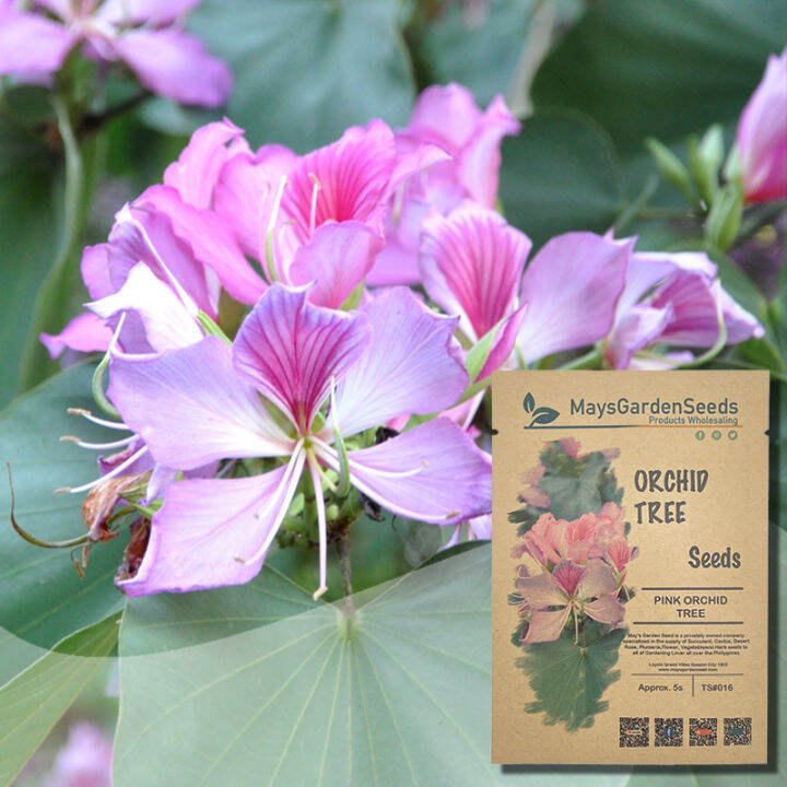 Pink Orchid Tree Seeds, Alibangbang Tree, Butterfly Tree, Tree Seeds ...