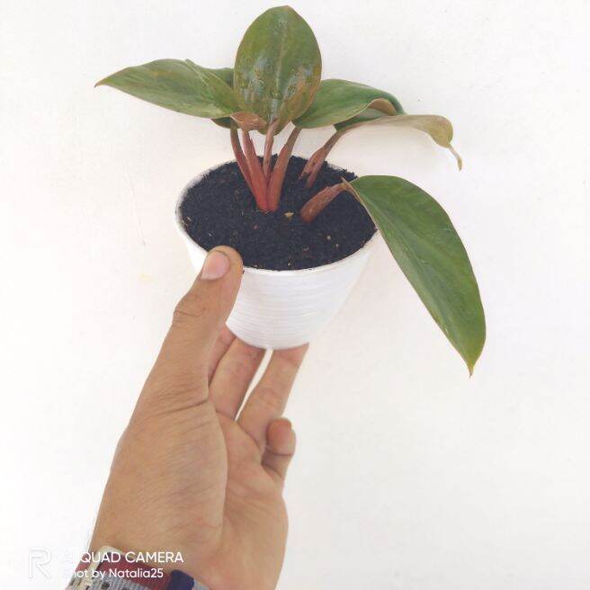 tanaman hias bibit philo congo rojo varegata kuning indoor hidup ...